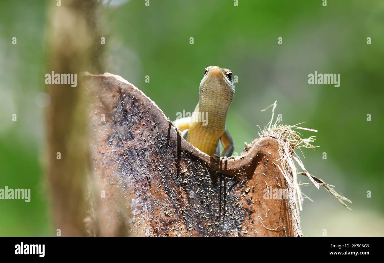 The Seychelles skink (Trachylepis seychellensis) lizard endemic to the ...