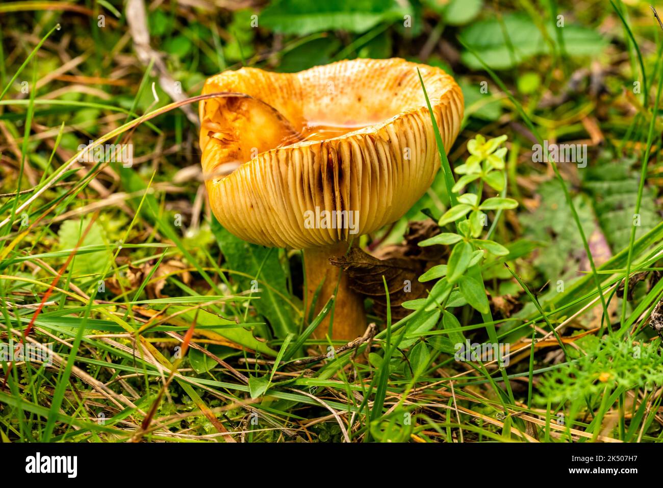 Upturned cap of fungus hi-res stock photography and images - Alamy