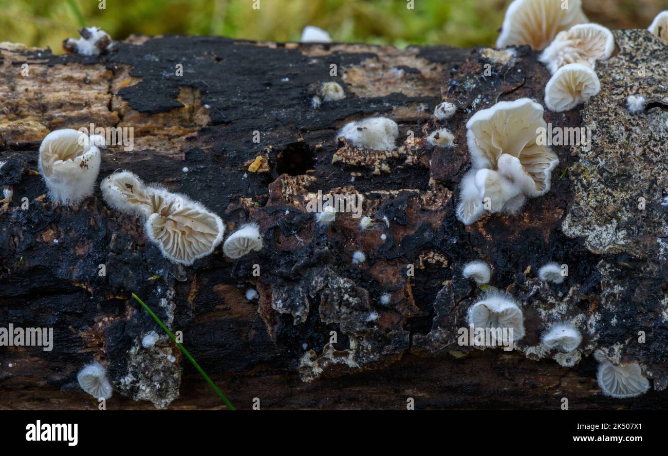 Variable oysterling, Crepidotus variabilis Stock Photo - Alamy