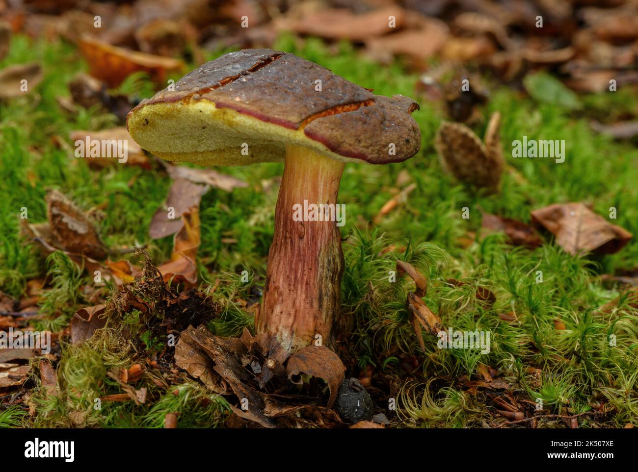 Bitter Beech Bolete, Caloboletus calopus, scarlet-stemmed bolete ...