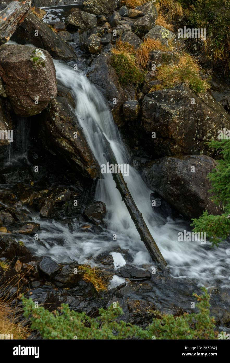 Waterfall, pine log and juniper on Bleamoss Beck, above Langdale, Lake ...