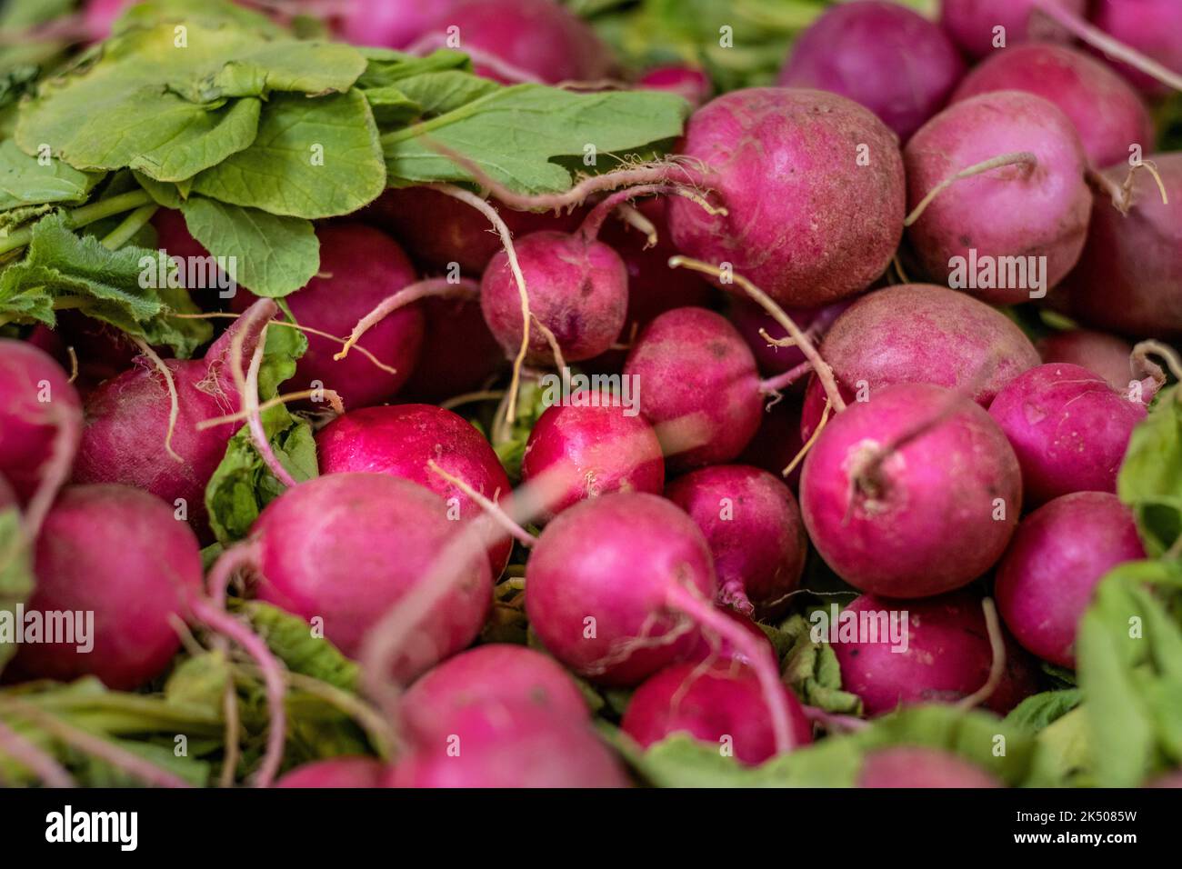 Spanish radish hi-res stock photography and images - Alamy
