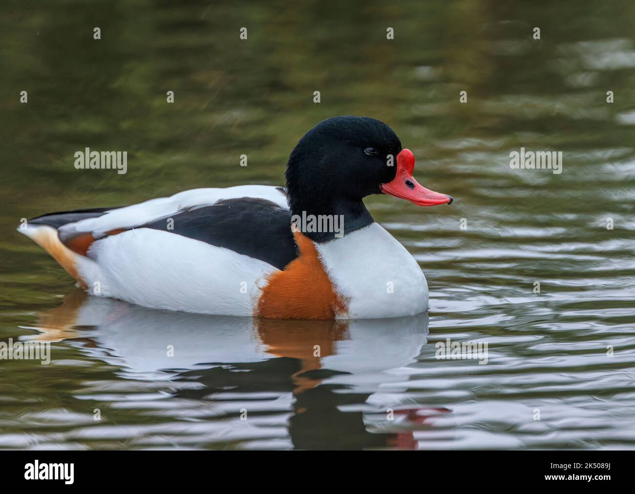 Male Common shelduck, Tadorna tadorna, swimming in coastal lagoon, late ...