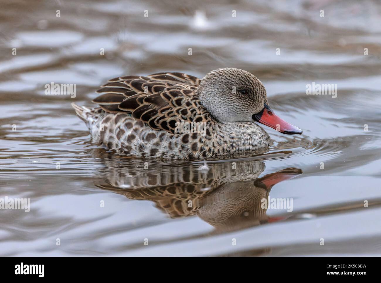Cape teal, Anas capensis, swimming on lake, in early winter. Southern ...