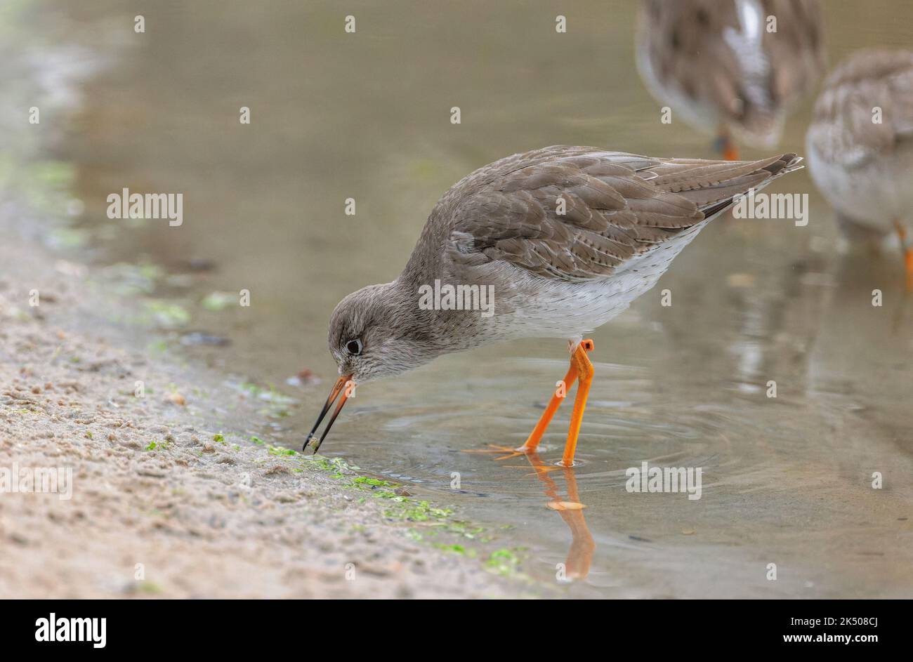 Winter wader bird hi-res stock photography and images - Alamy