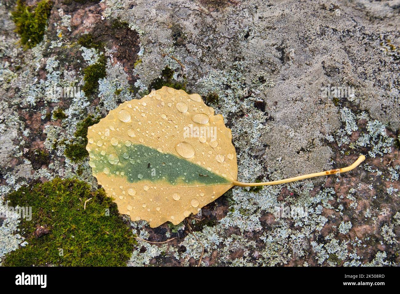 Water drops on an aspen leaf, Populus tremula Stock Photo - Alamy