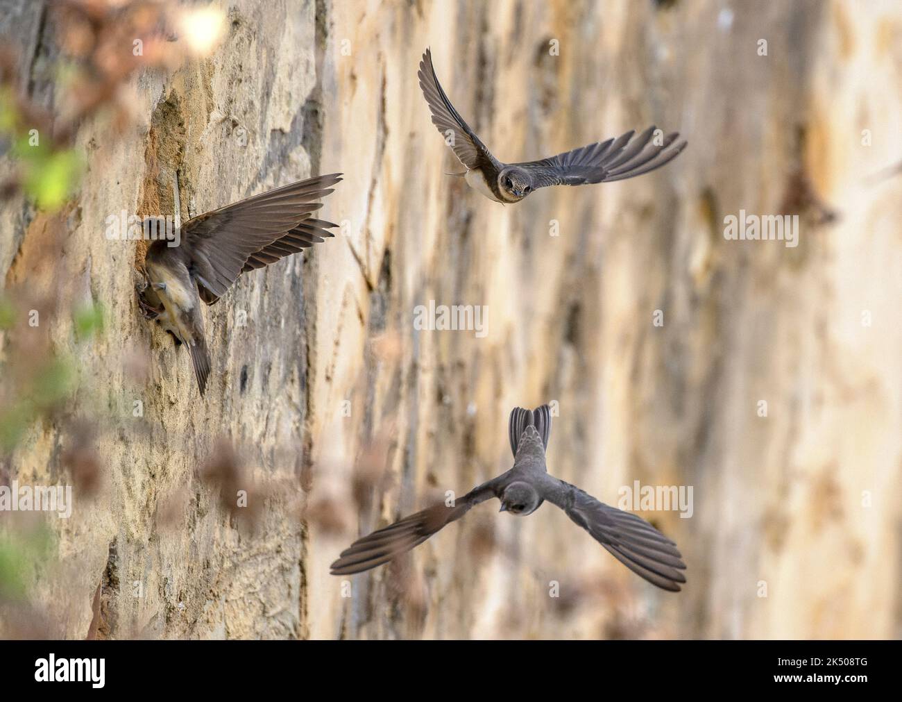 Sand martins, Riparia riparia, in flight around breeding site ...