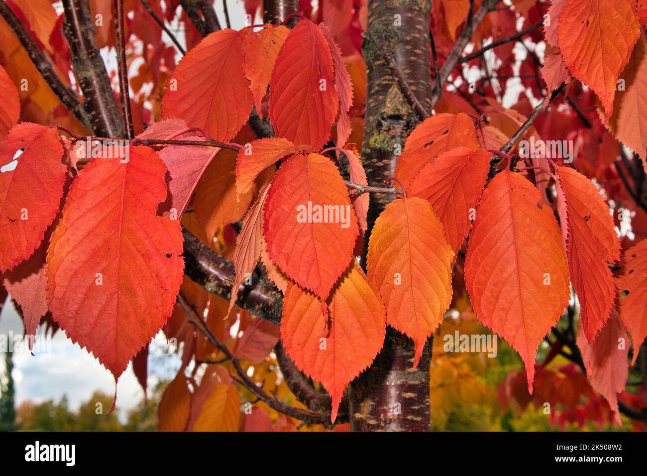 Autumn leaves on Sargent's cherry tree Stock Photo - Alamy