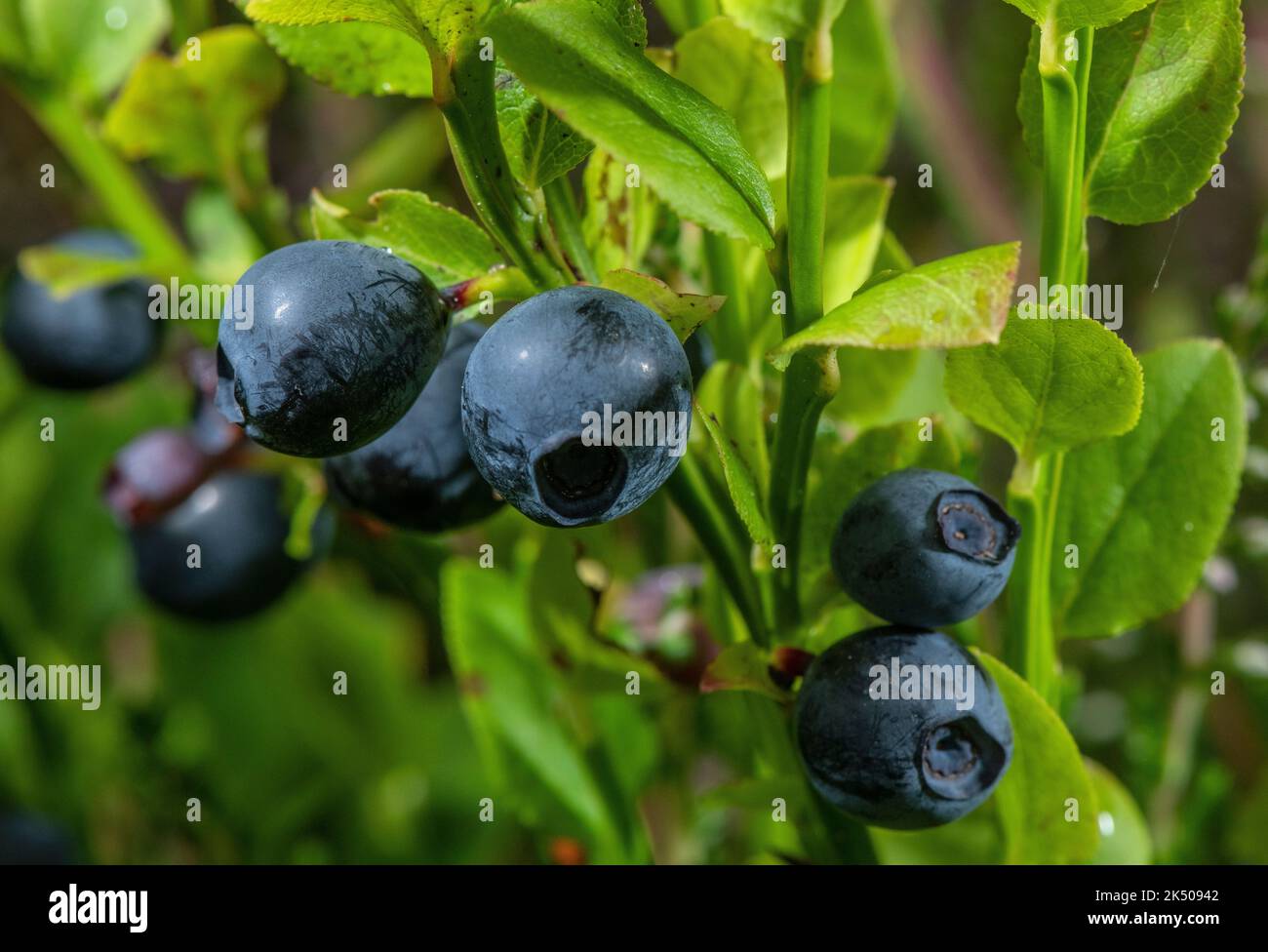 Moorland berry hi-res stock photography and images - Alamy