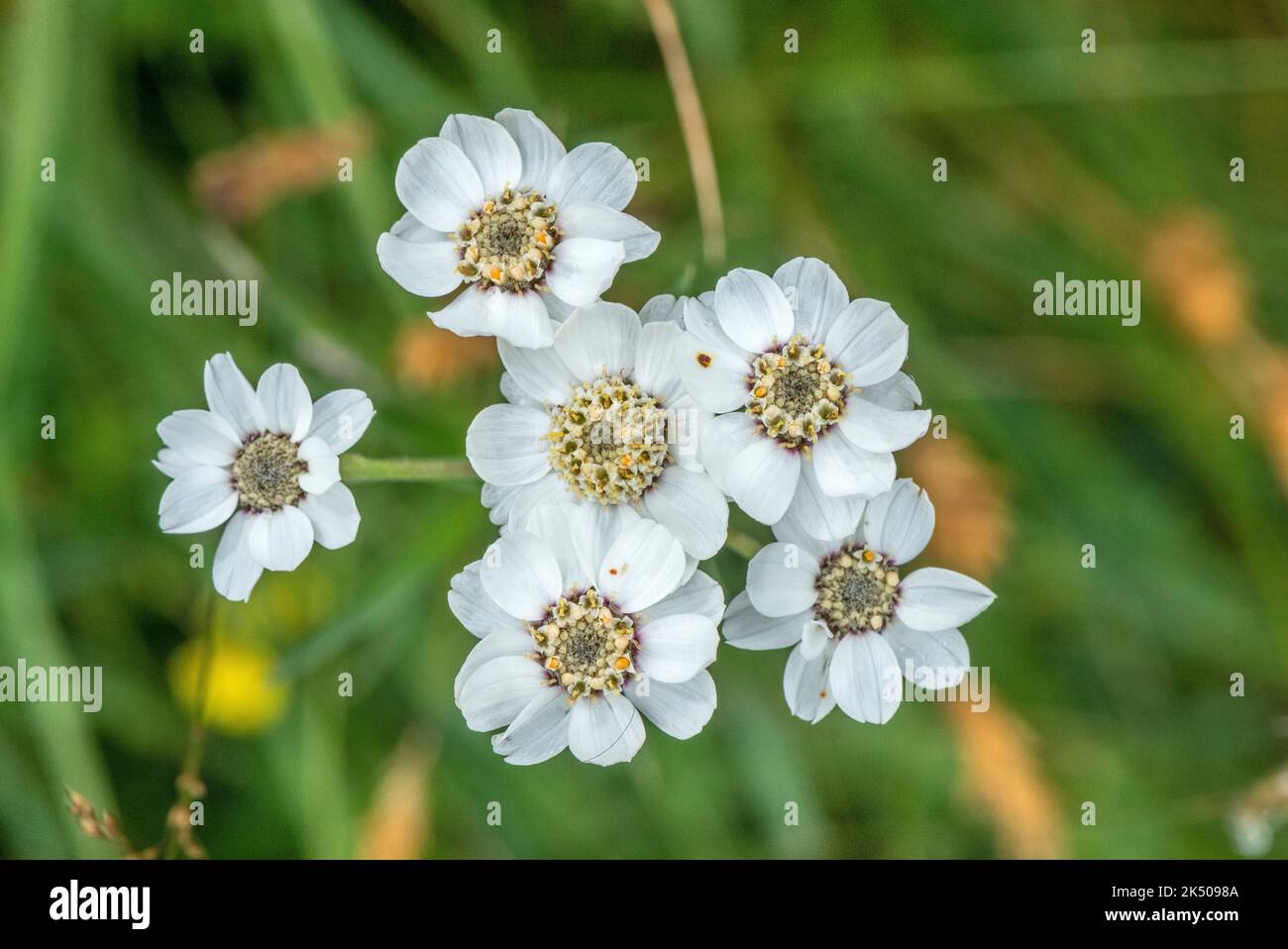 Achillea ptarmica plant hi-res stock photography and images - Alamy