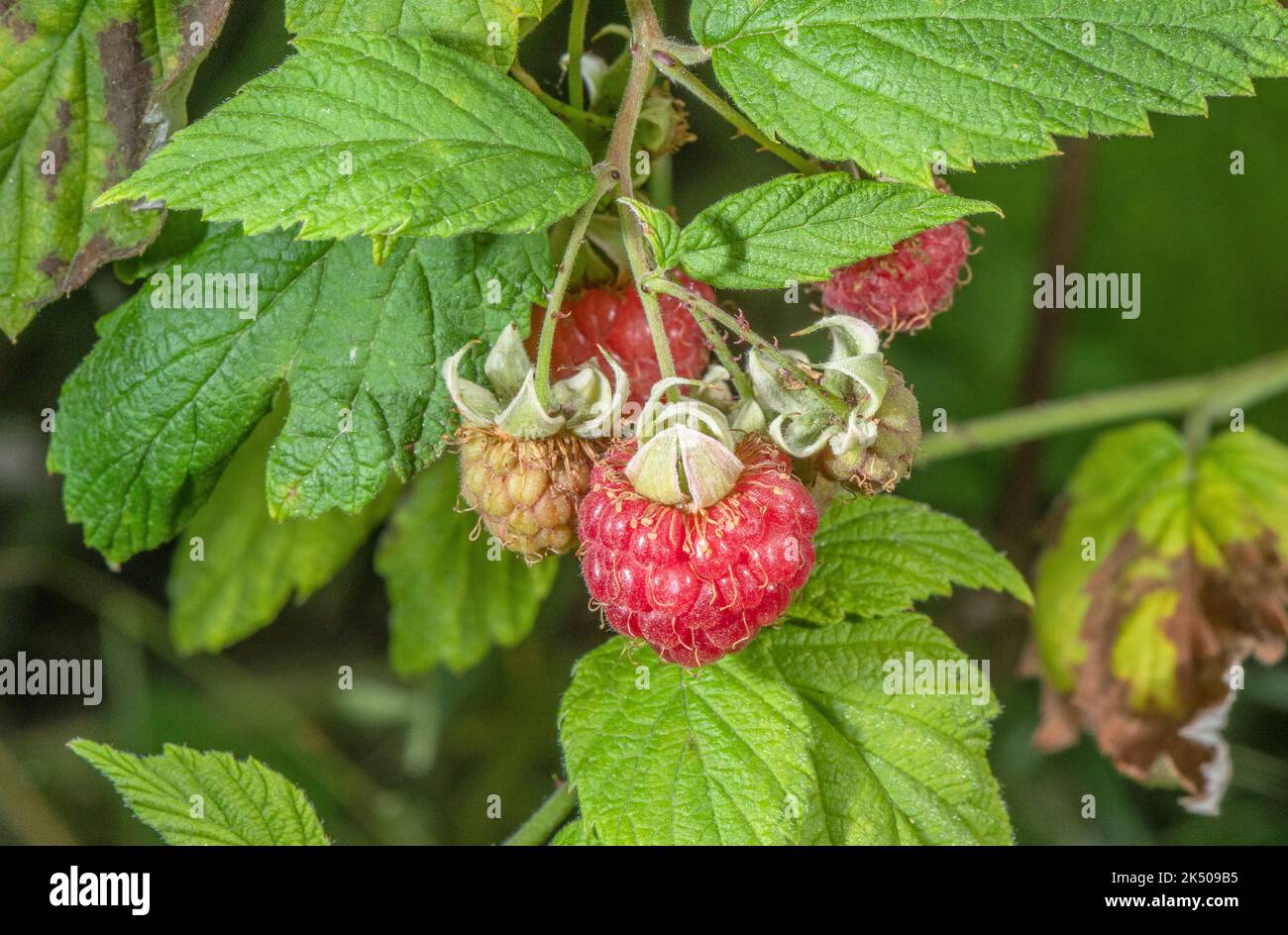 Edible wild fruit hi-res stock photography and images - Alamy