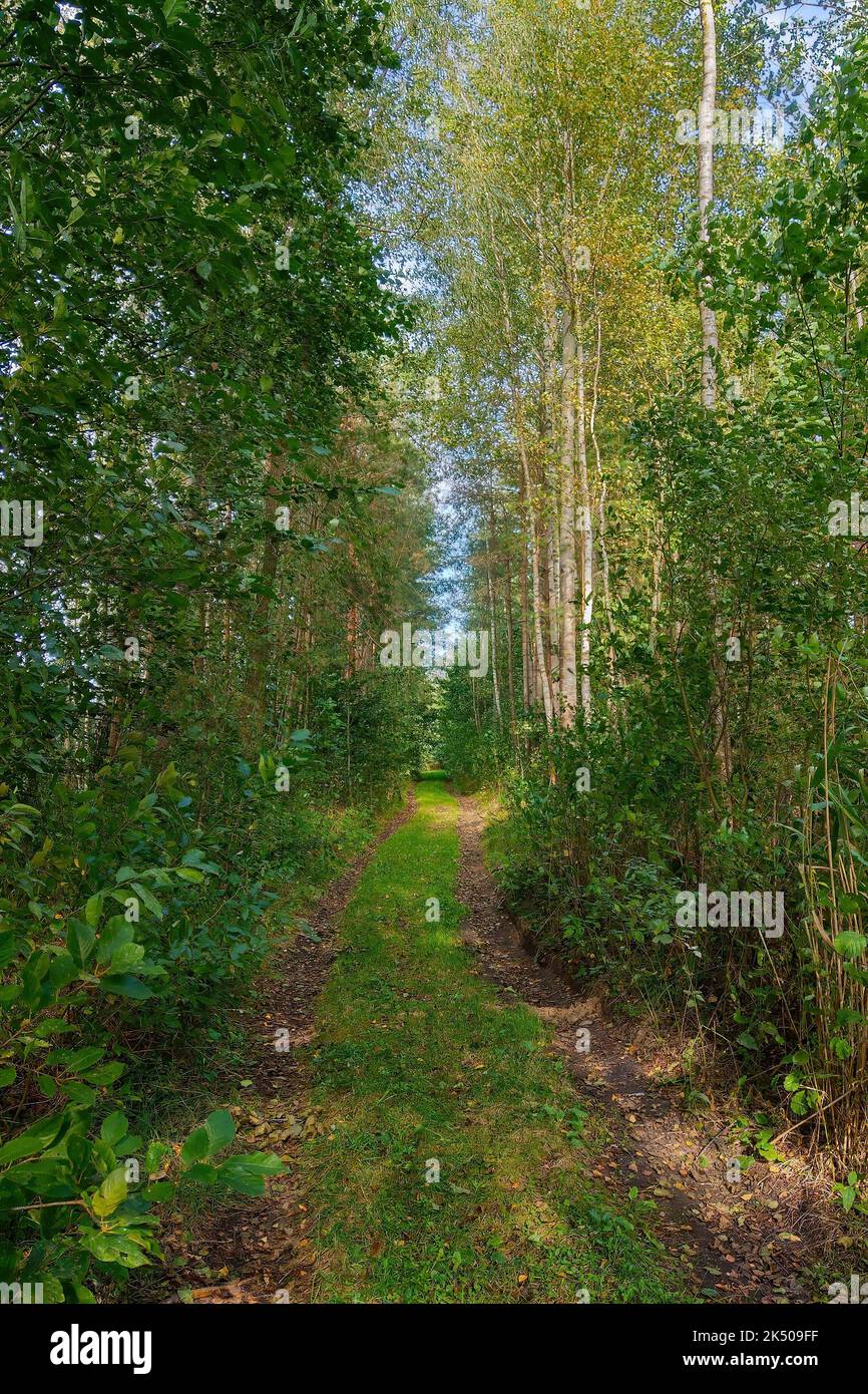A vertical shot of an unpaved road in green forest under blue sky on a ...