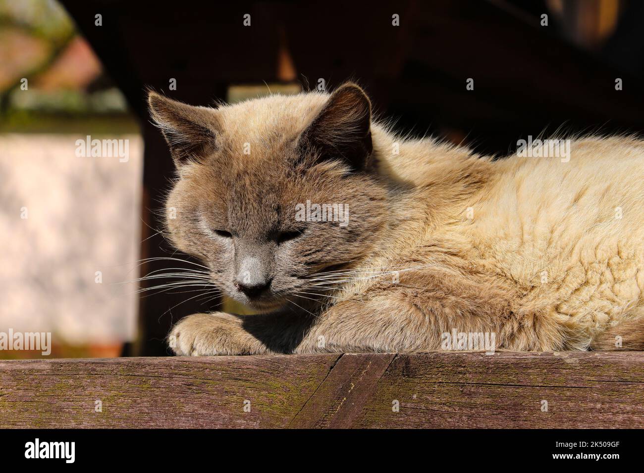 A colorpoint longhair cat lying on an outdoor wooden bench basking in ...