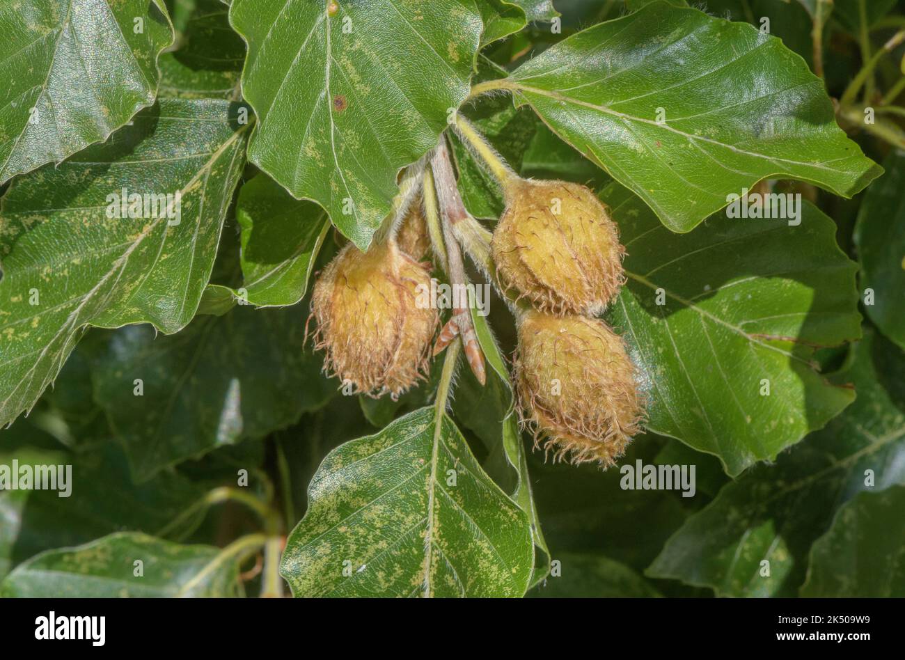 Beech tree seeds hi-res stock photography and images - Alamy
