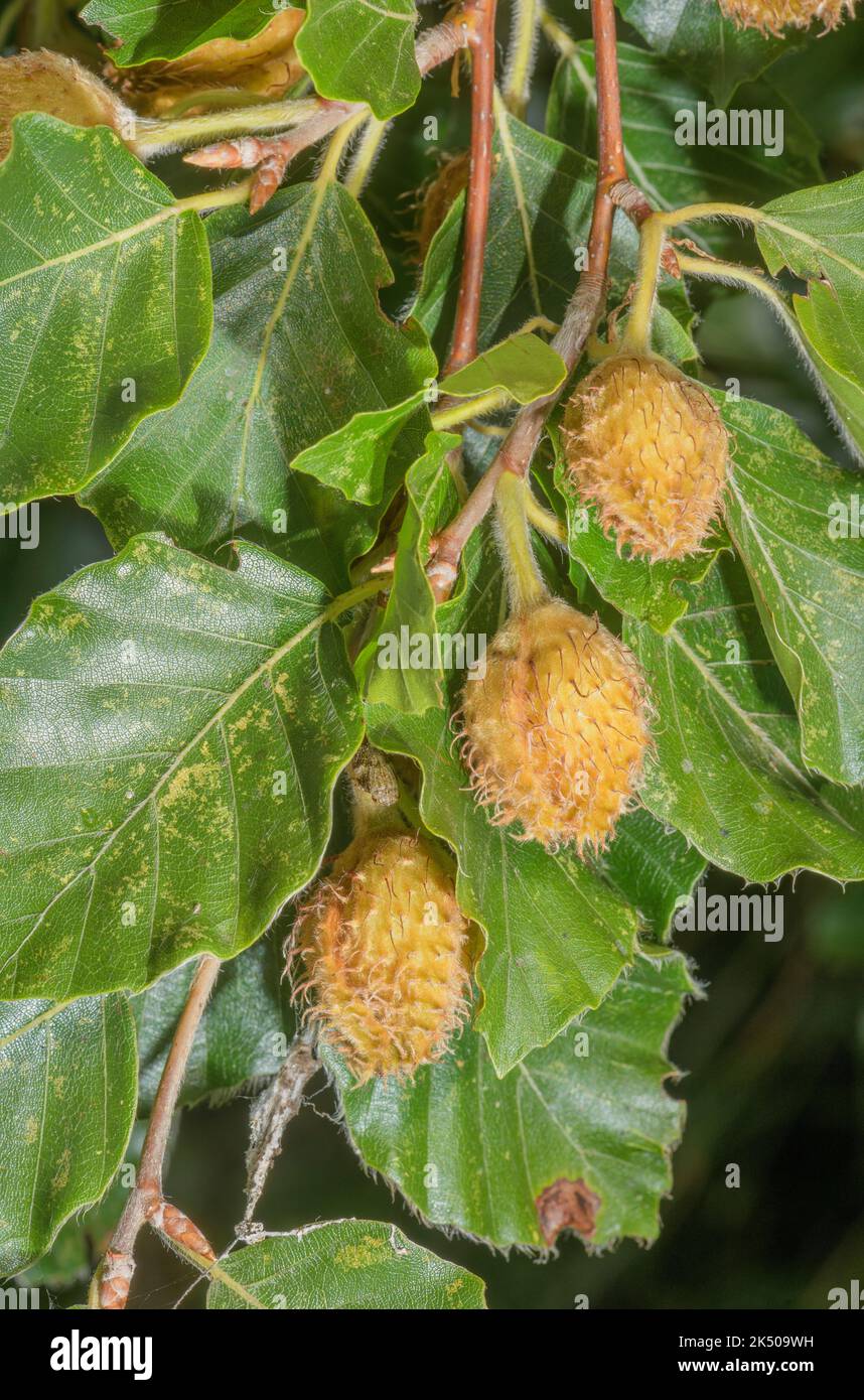 Woodland mast hi-res stock photography and images - Alamy