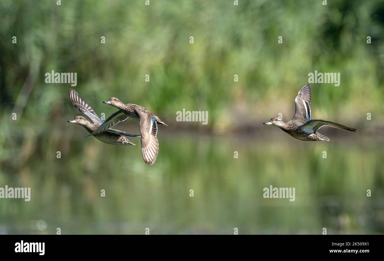 Female mallard duck gliding hi-res stock photography and images - Alamy