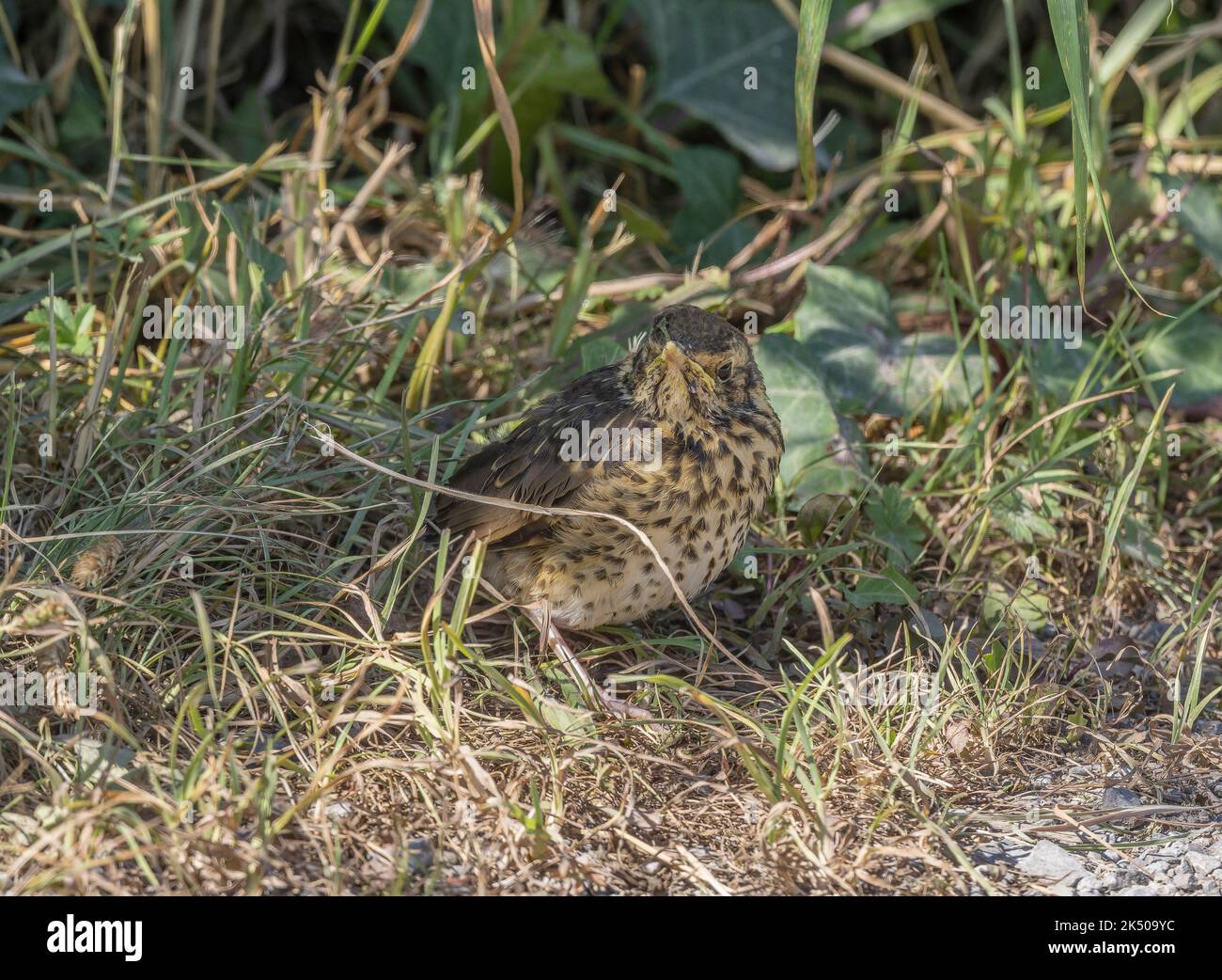 Juvenile song thrush hi-res stock photography and images - Alamy