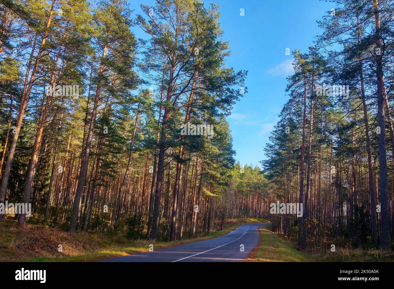 An asphalt forest way going through the green pine trees under blue sky ...