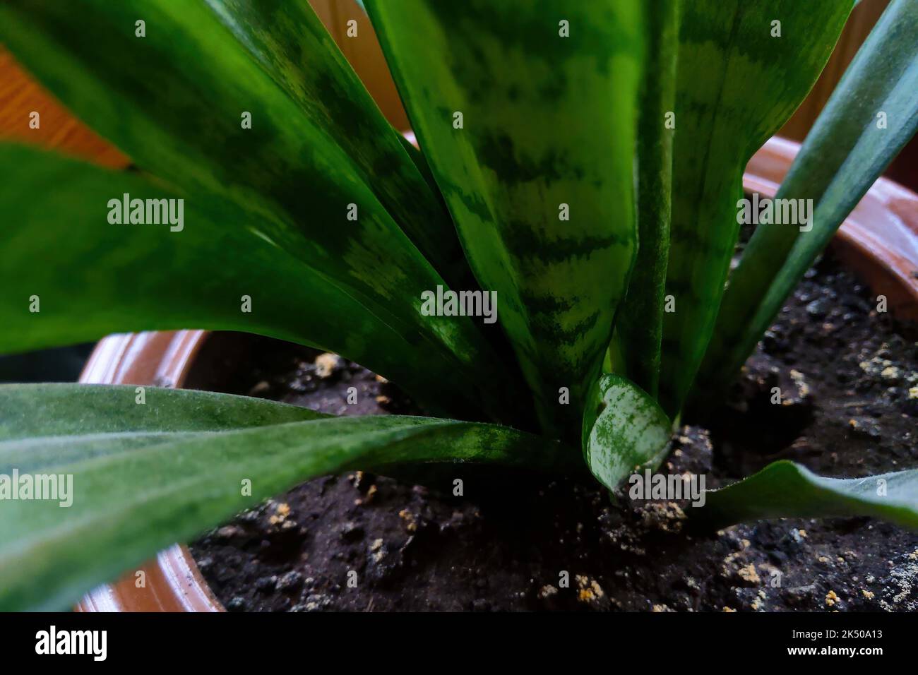 Rare sansevieria tiger hi-res stock photography and images - Alamy