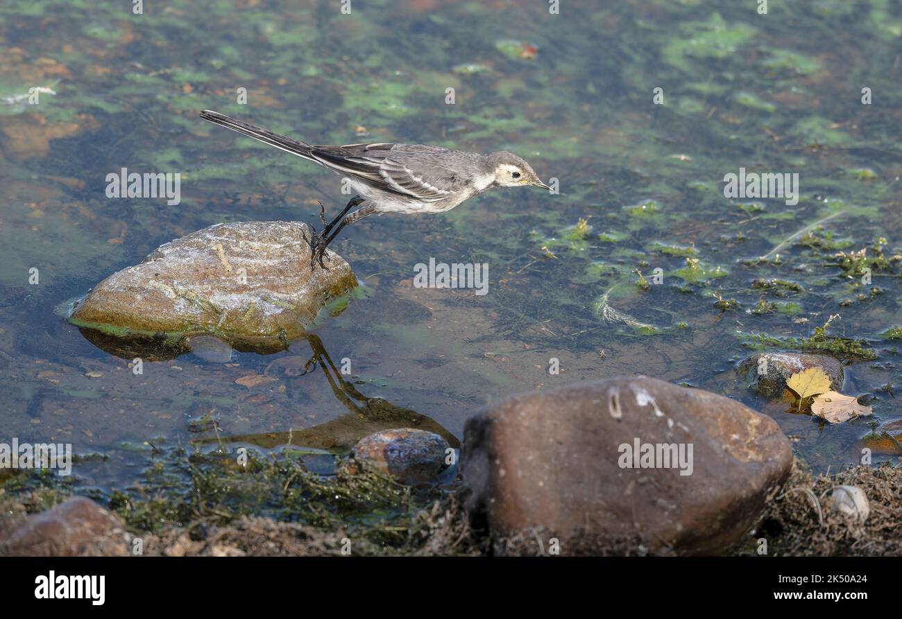 Pied wagtail in flight hi-res stock photography and images - Alamy
