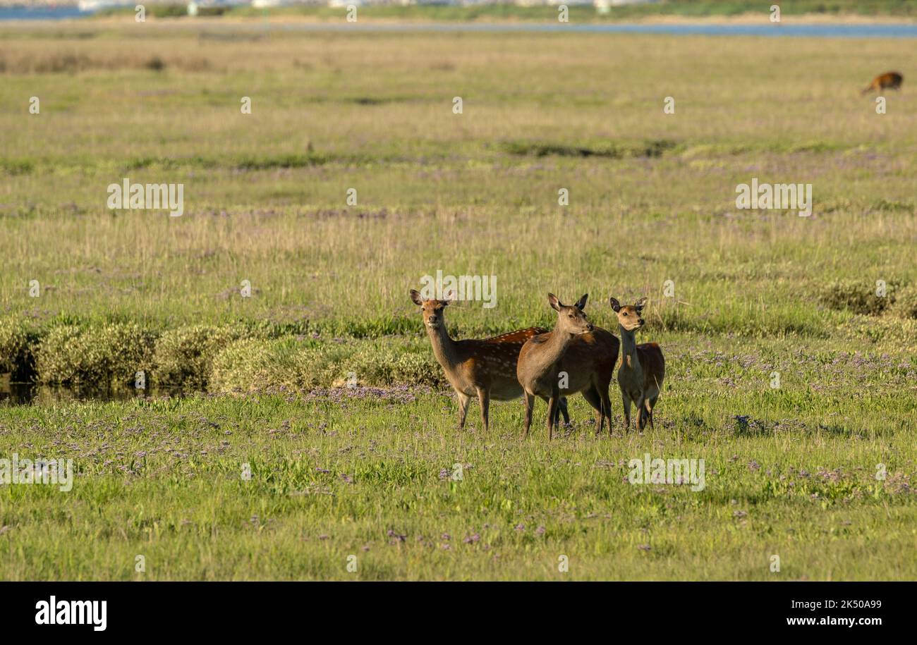 Sika deer, Cervus nippon, feeding on saltmarsh pasture in Poole Harbour ...