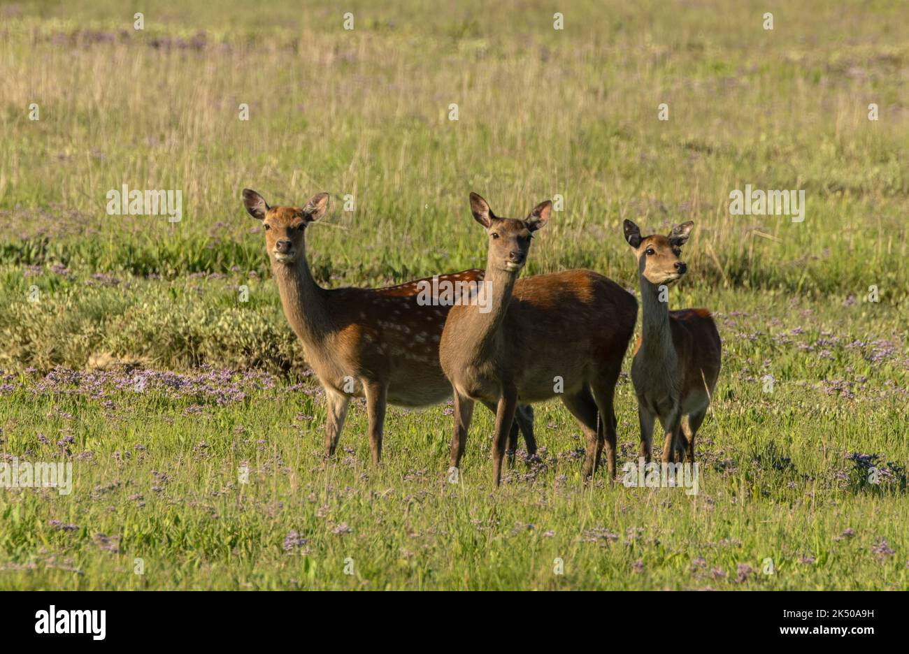Sika deer japanese spotted feeding hi-res stock photography and images ...