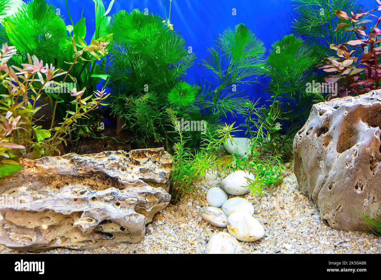 Underwater landscape nature forest style aquarium tank with a variety ...