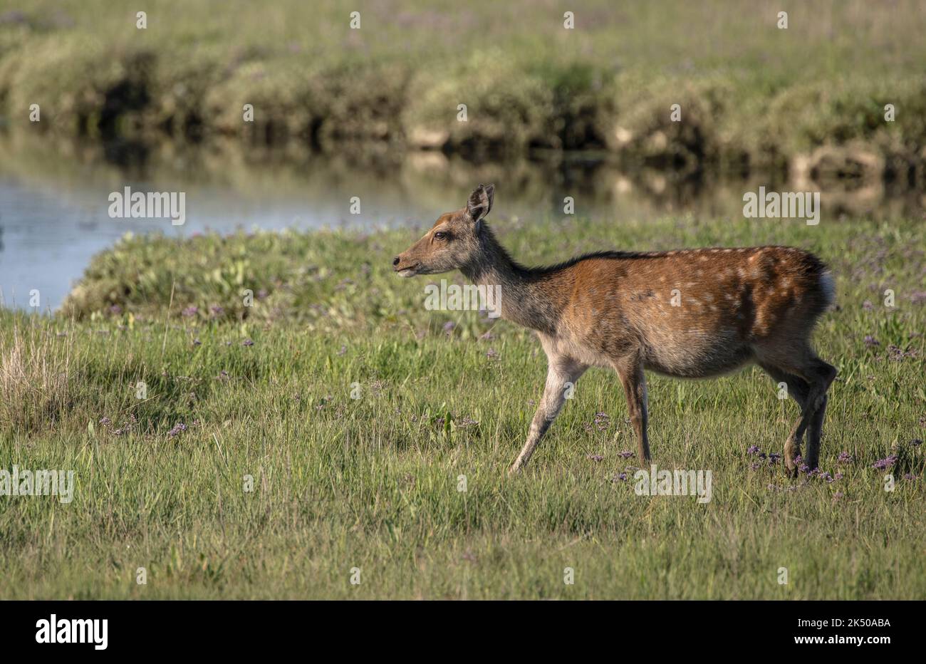 Sika grazing hi-res stock photography and images - Alamy