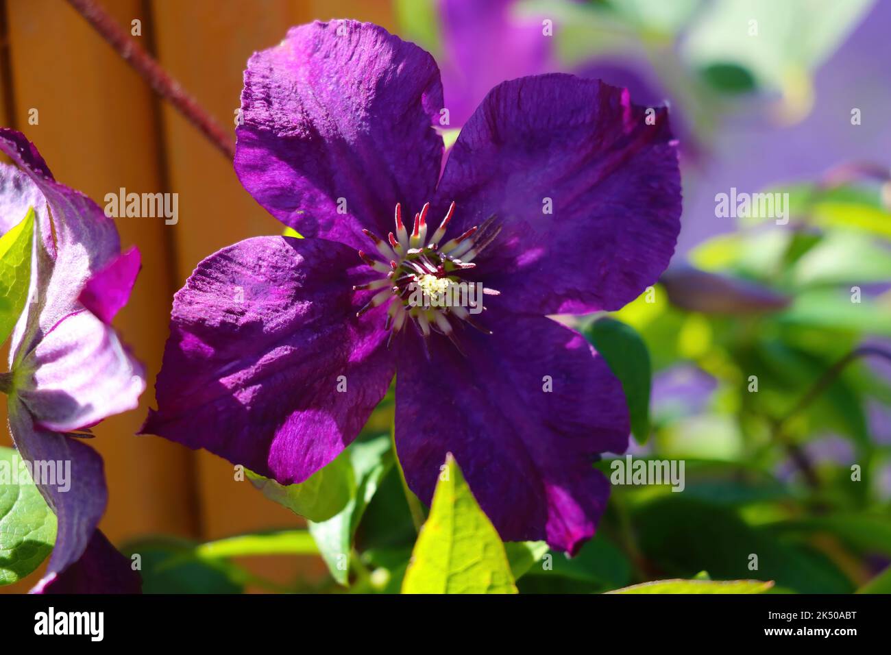 A Closeup of a purple Pleroma urvilleanum flower with blur background ...