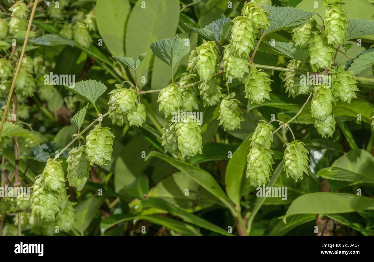 Female hop flowers hi-res stock photography and images - Alamy