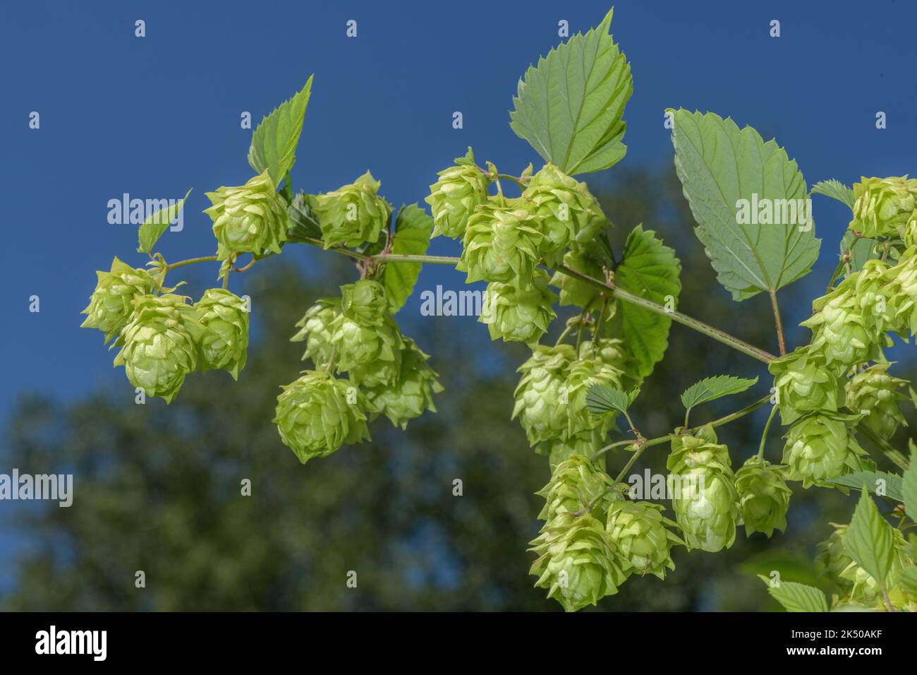 Female hop flowers hi-res stock photography and images - Alamy