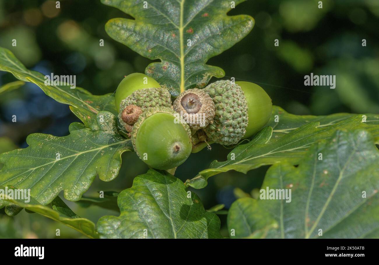Quercus petraea acorns hi-res stock photography and images - Alamy