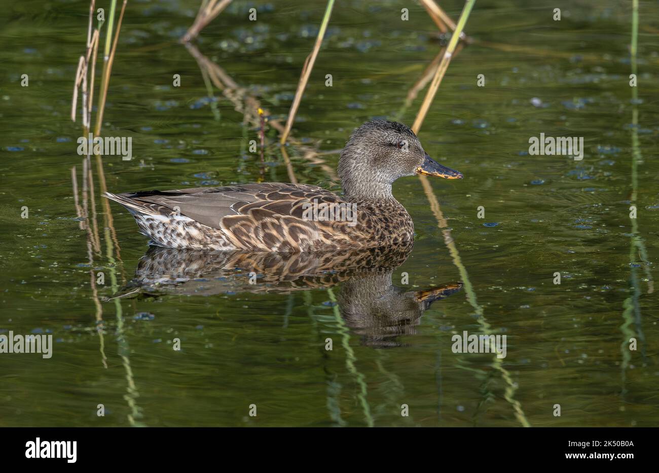 Female Gadwall, Mareca strepera, on lake, late summer Stock Photo - Alamy