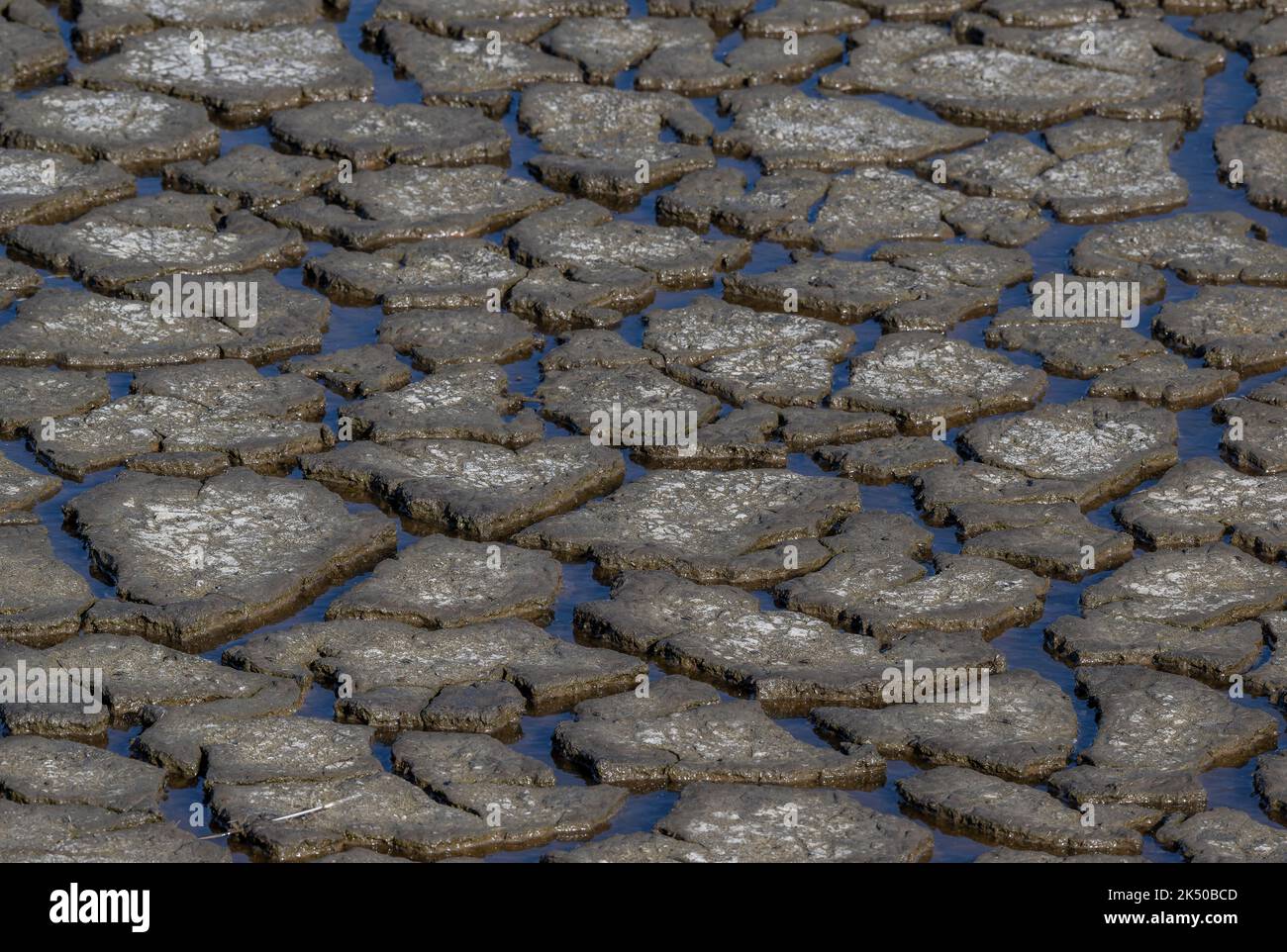 Cracking mud in drying coastal lagoon, summer 2022. Keyhaven, Hants ...