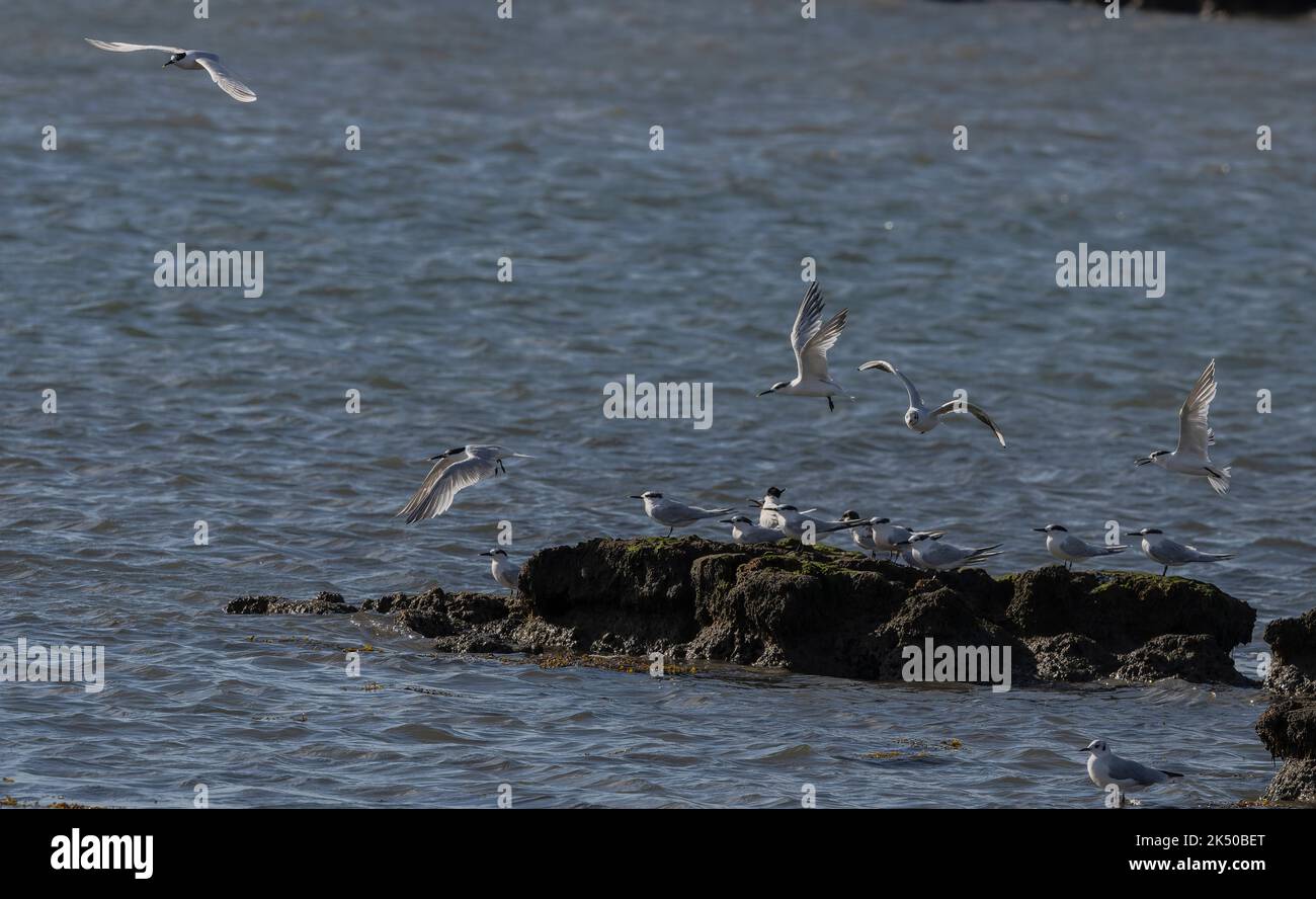 Group of Sandwich terns, Thalasseus sandvicensis, gathering in late ...
