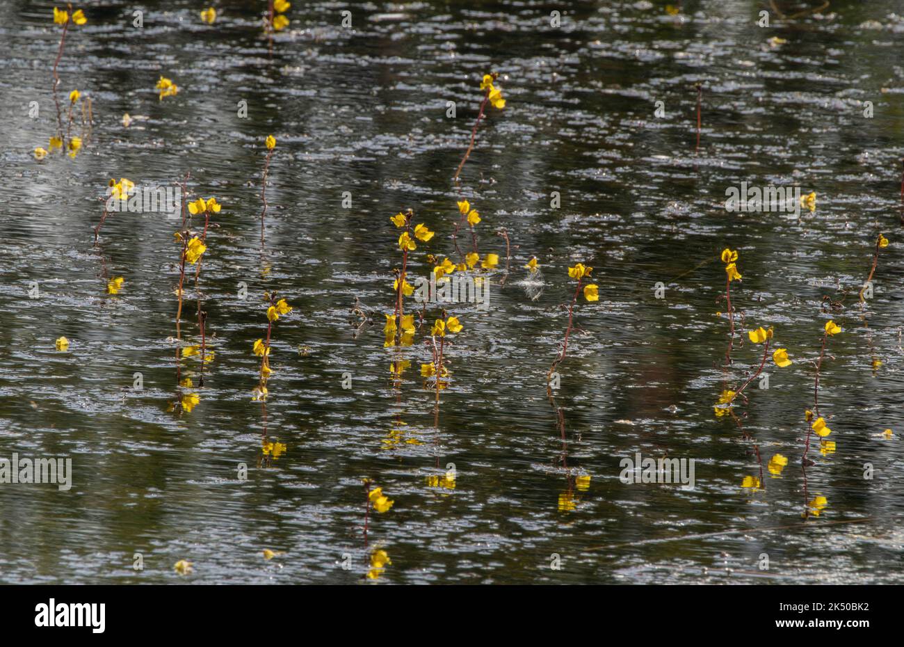 Greater bladderwort, Utricularia vulgaris, in flower en masse in lake ...