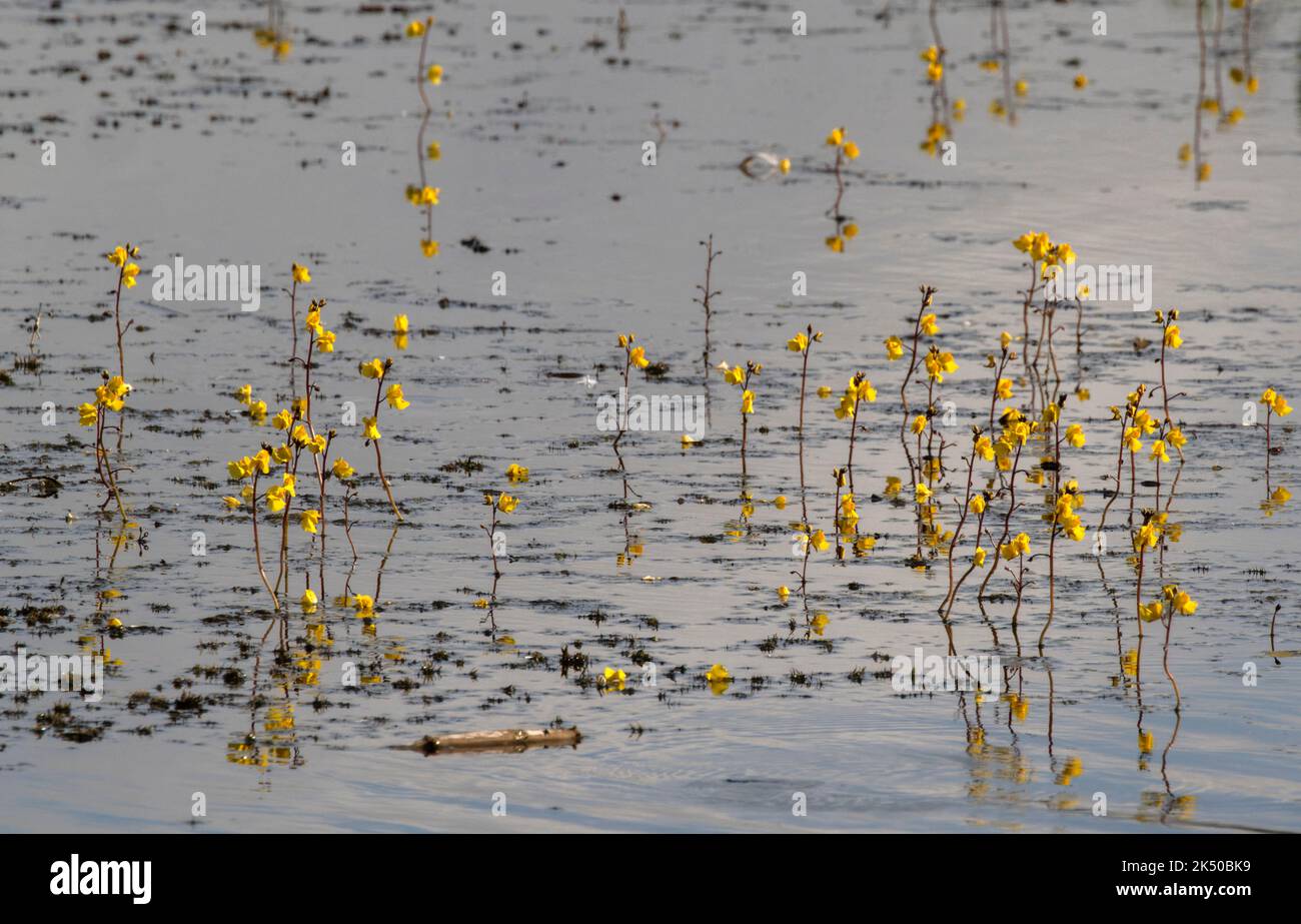 Greater bladderwort, Utricularia vulgaris, in flower en masse in lake ...