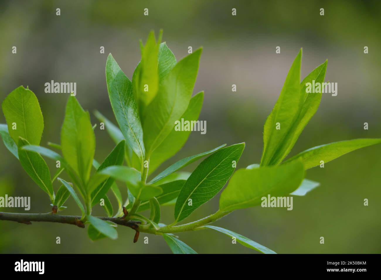 Salix fragilis leaf hi-res stock photography and images - Alamy