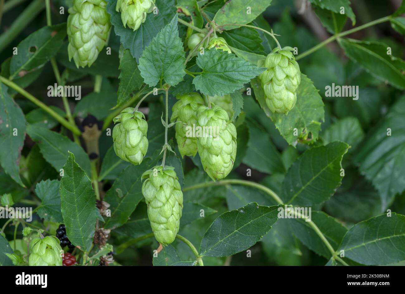 Female Wild Hop, Humulus lupulus, in fruit in early autumn Stock Photo ...
