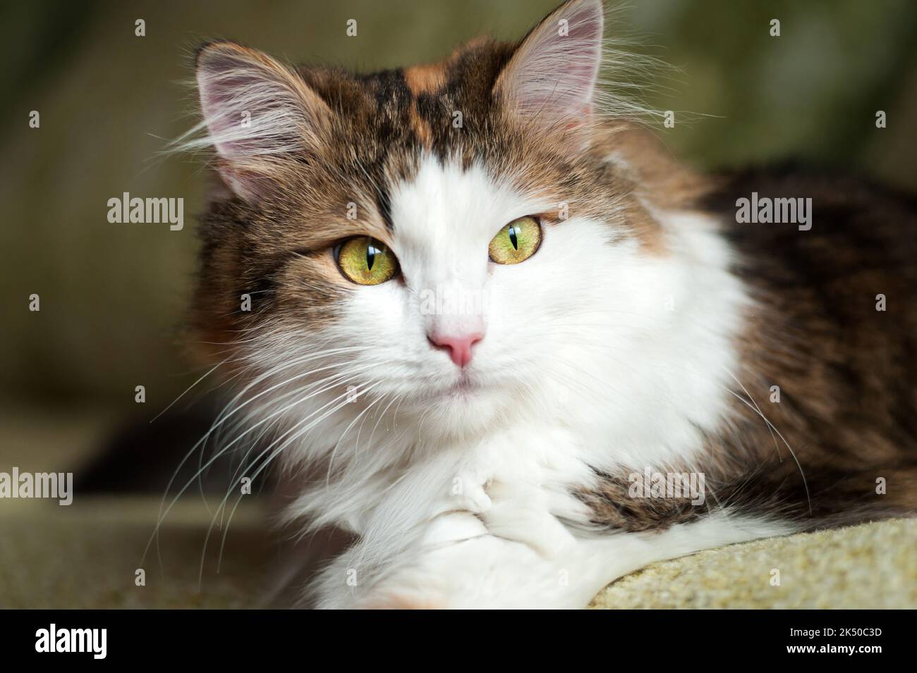 Beautiful fluffy tricolor purebred cat hi-res stock photography and ...
