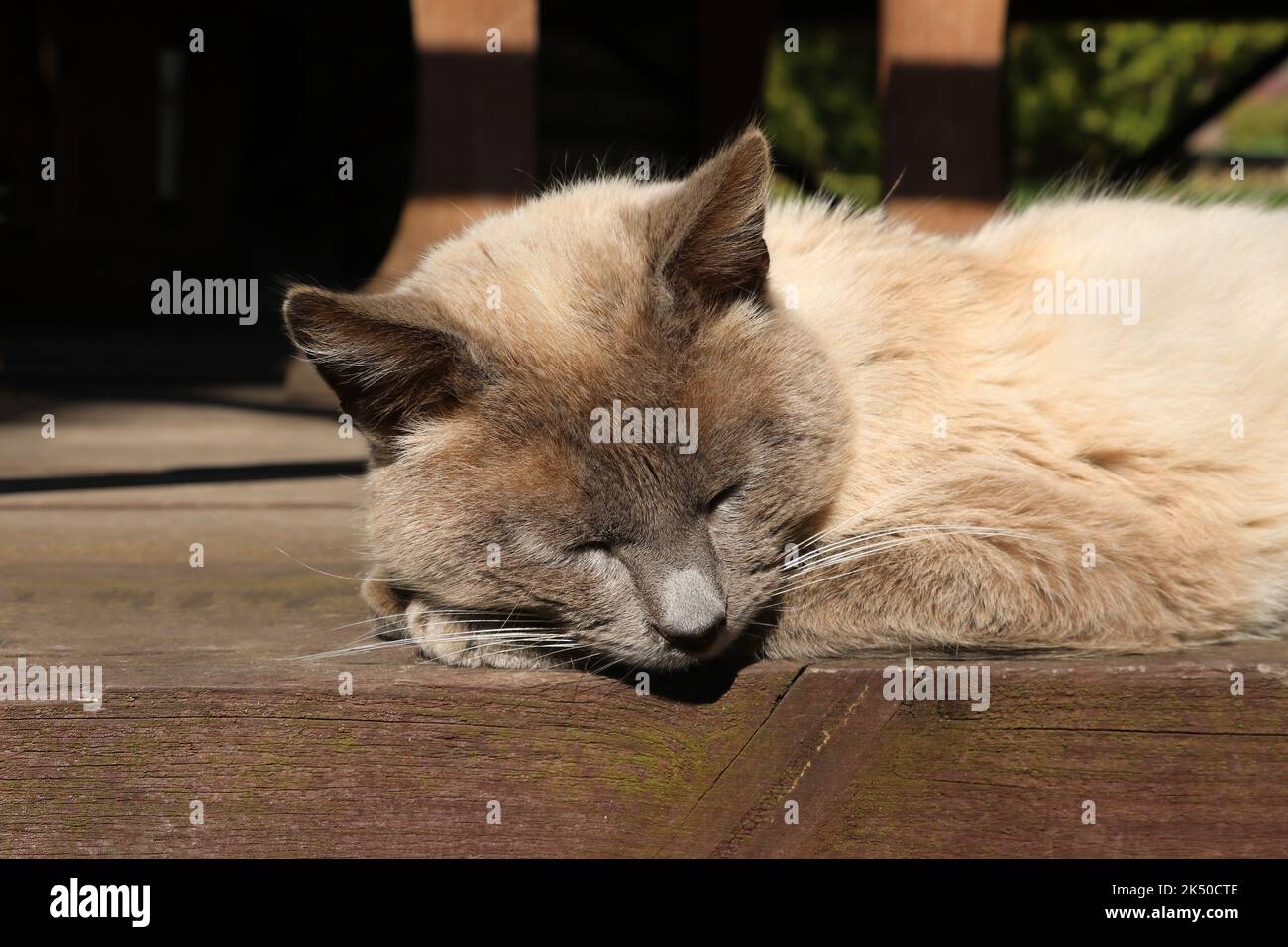 Basking cat hi-res stock photography and images - Alamy
