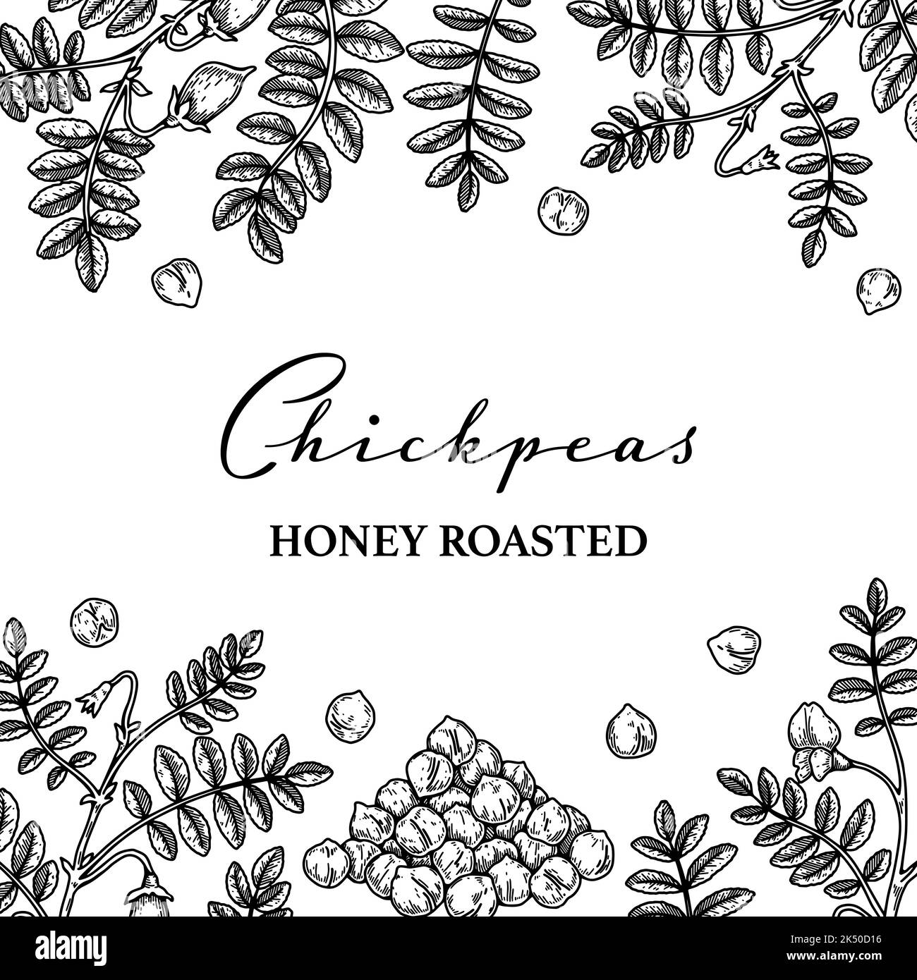 Hand drawn chickpeas botany background. Vector illustration in sketch ...