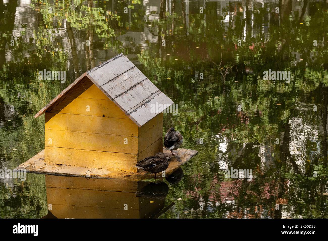 Two beaver hug hi-res stock photography and images - Alamy