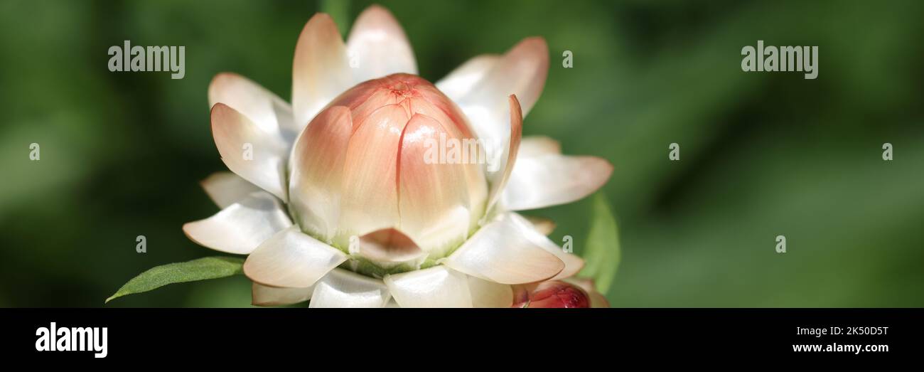Blossoming helichrysum flower growing on background of garden closeup ...
