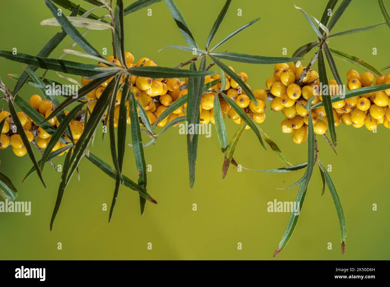 Sea-buckthorn, Hippophae rhamnoides with berries in autumn Stock Photo ...