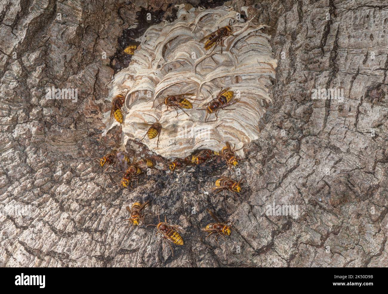Activity around the nest of European hornet, Vespa crabro, in cavity in ...