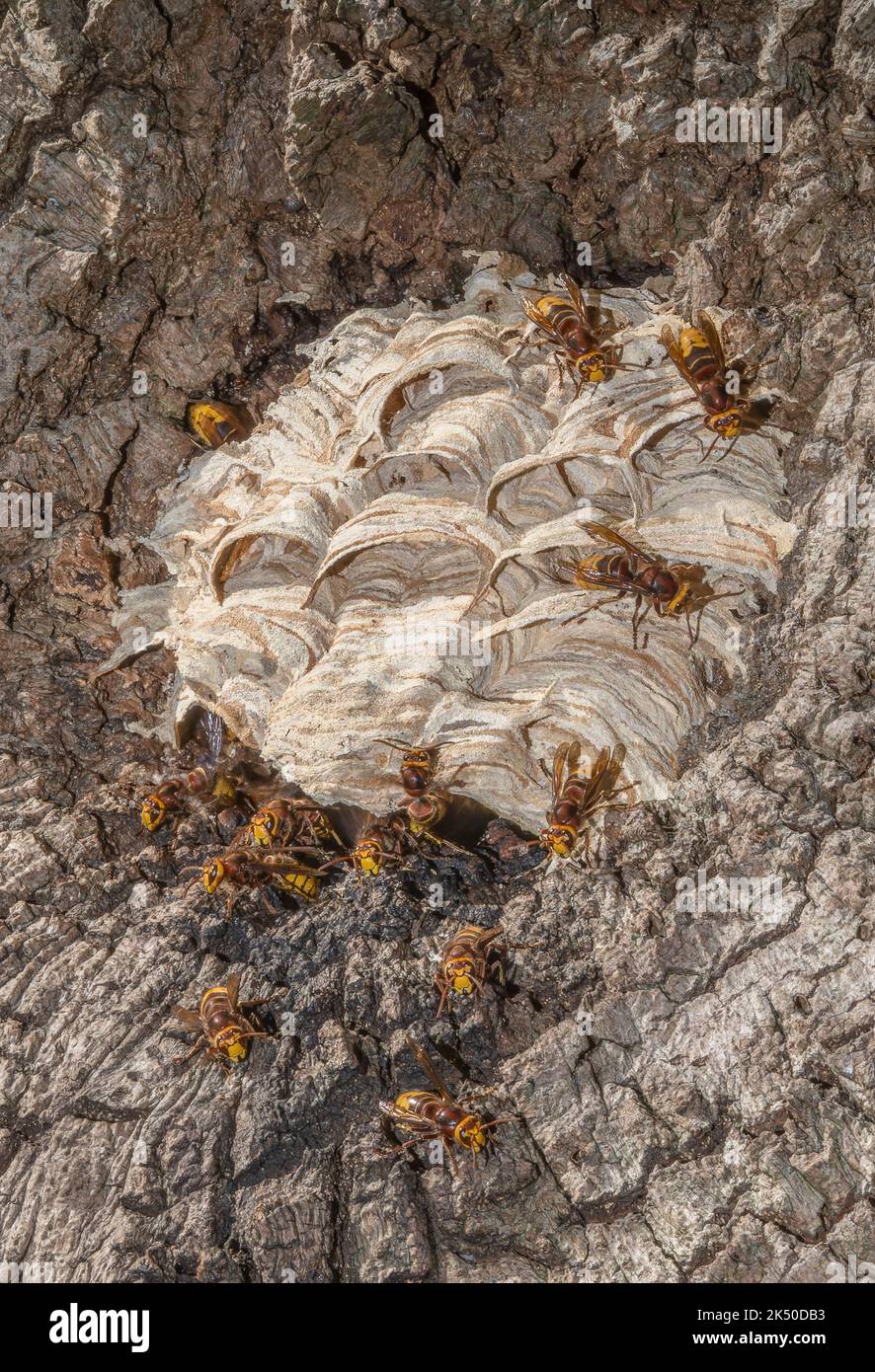 Activity around the nest of European hornet, Vespa crabro, in cavity in ...