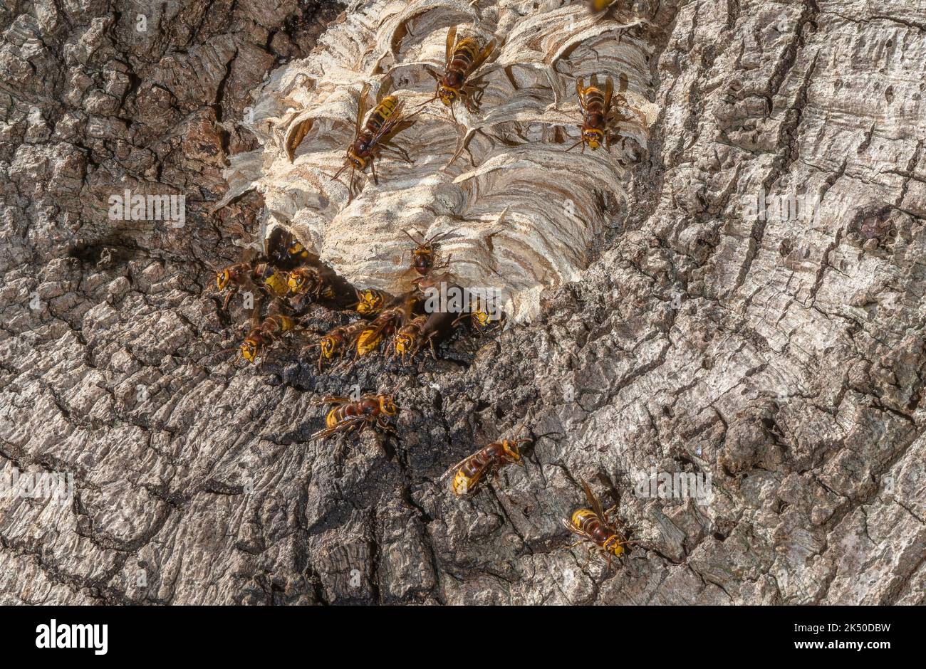 European hornets vespa crabro around hi-res stock photography and ...