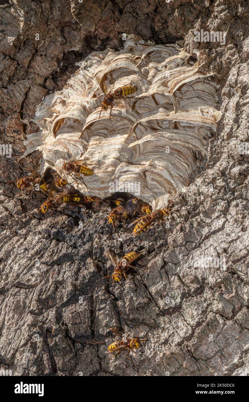 Activity around the nest of European hornet, Vespa crabro, in cavity in ...