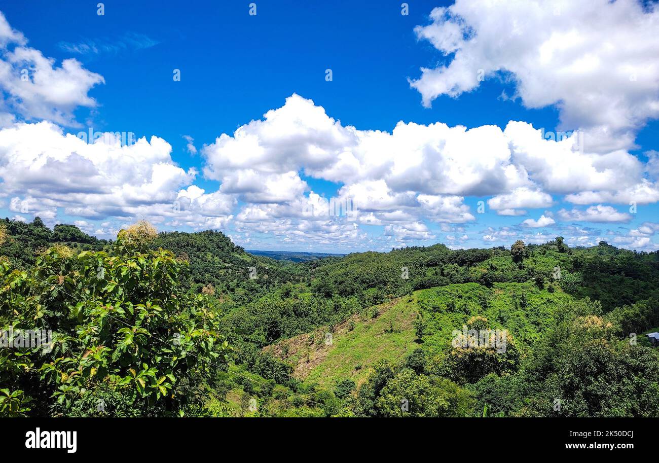 Densely forested background hi-res stock photography and images - Alamy